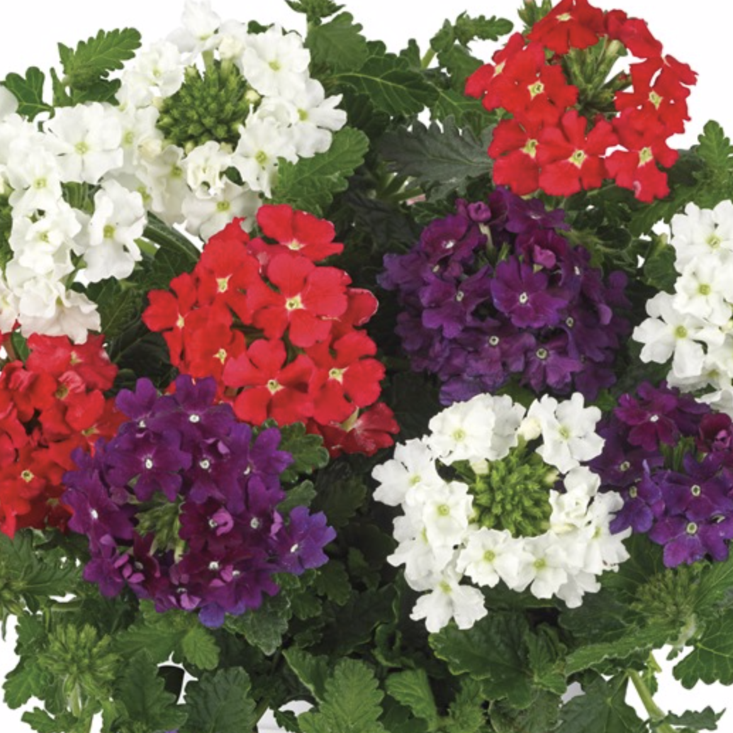 Verbena Trixi Mix Belle Epoque - Trixi Mix - Odenia.dk